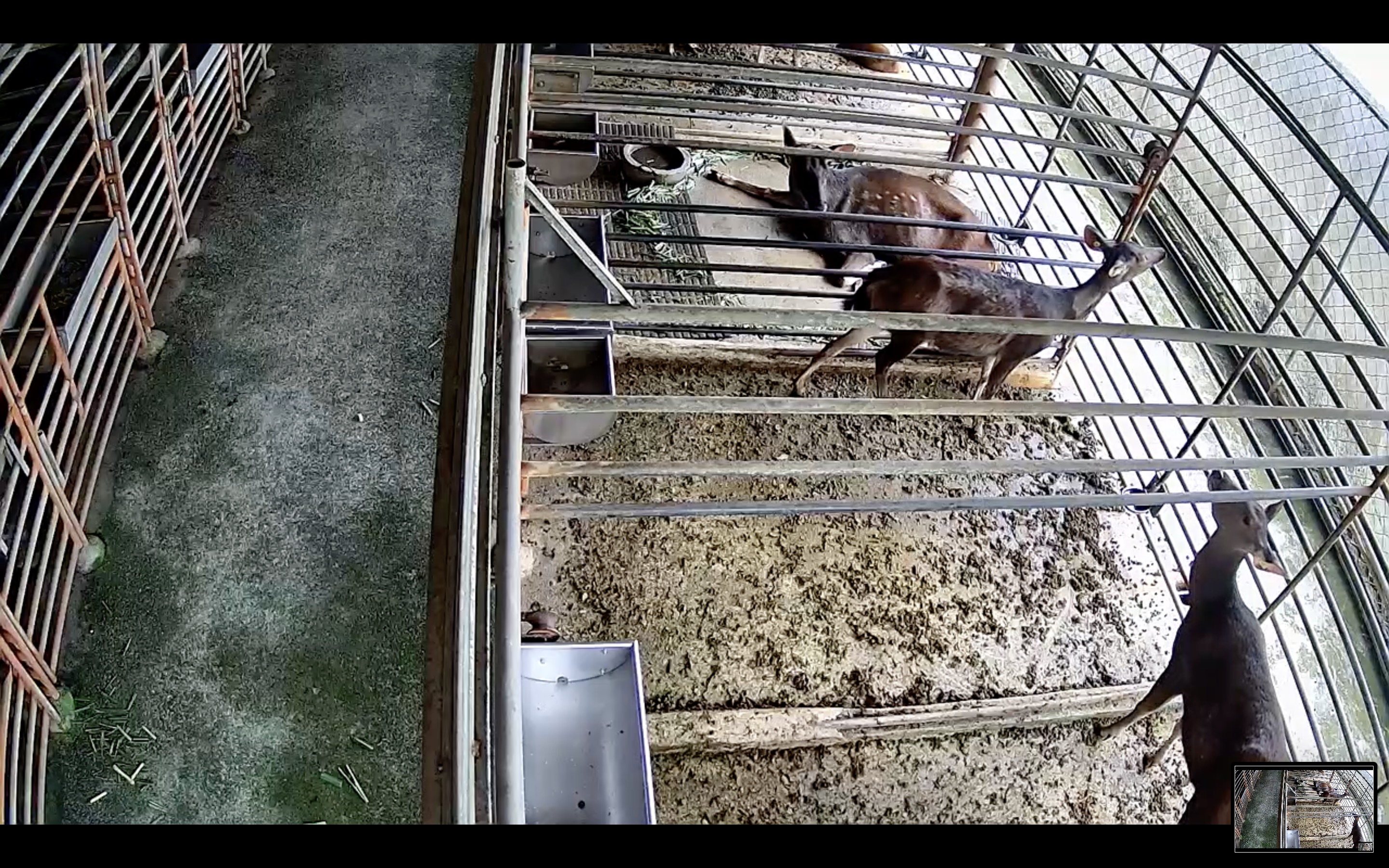 CCTV Sambar Deer Object Detection Dataset and Pre-Trained Model by ML YoloV5