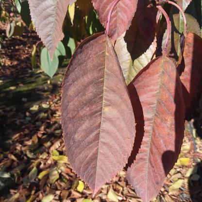 How to Use the App v3 Object Detection API