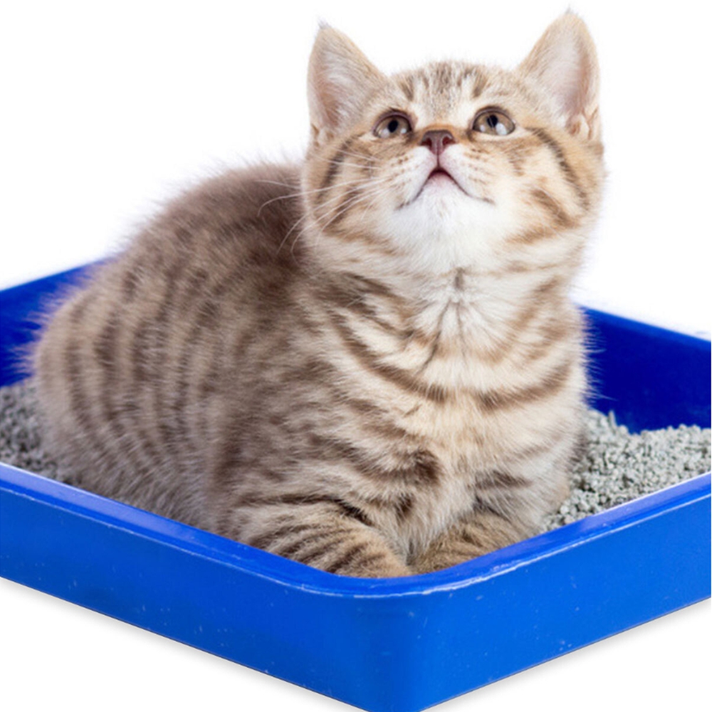 Cat Object Detection Dataset By Project Yraka