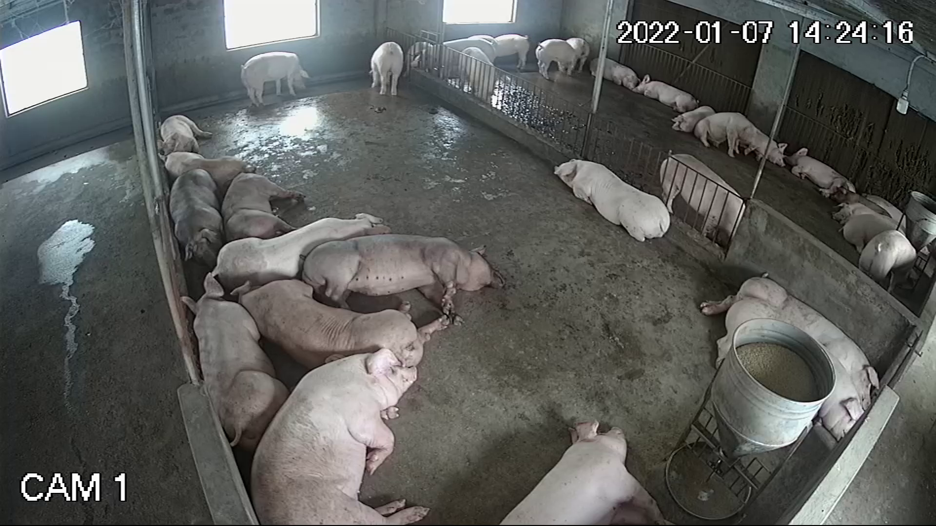 PigDetection Object Detection Dataset by PigDectection