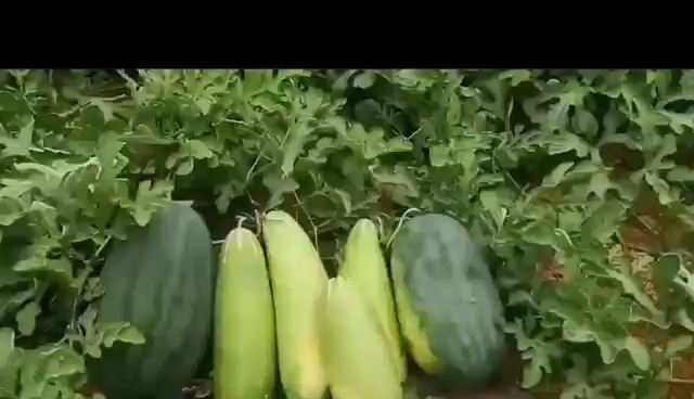 watermelon Object Detection Dataset by kotchakorn