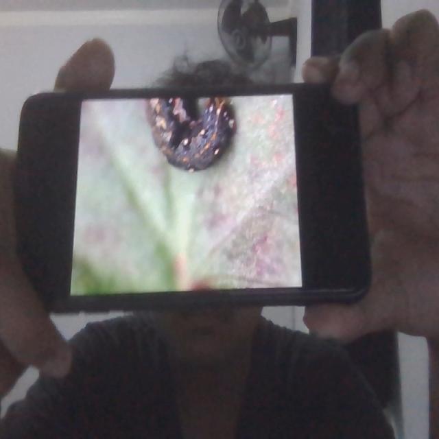 Worm_1 Object Detection Dataset and Pre-Trained Model by AI