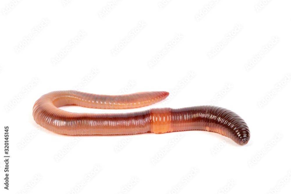 worm(color) Object Detection Dataset and Pre-Trained Model by AI