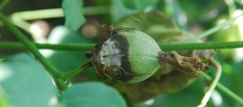 How to Use the Cotton boll disease classification Object Detection API