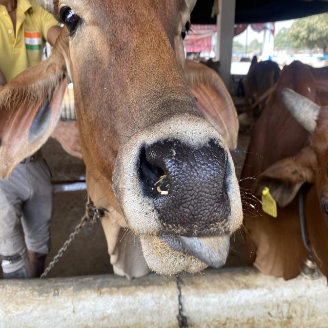 Cow detection using cow's muzzle Object Detection Dataset and Pre-Trained Model by Ajax CyberPunk