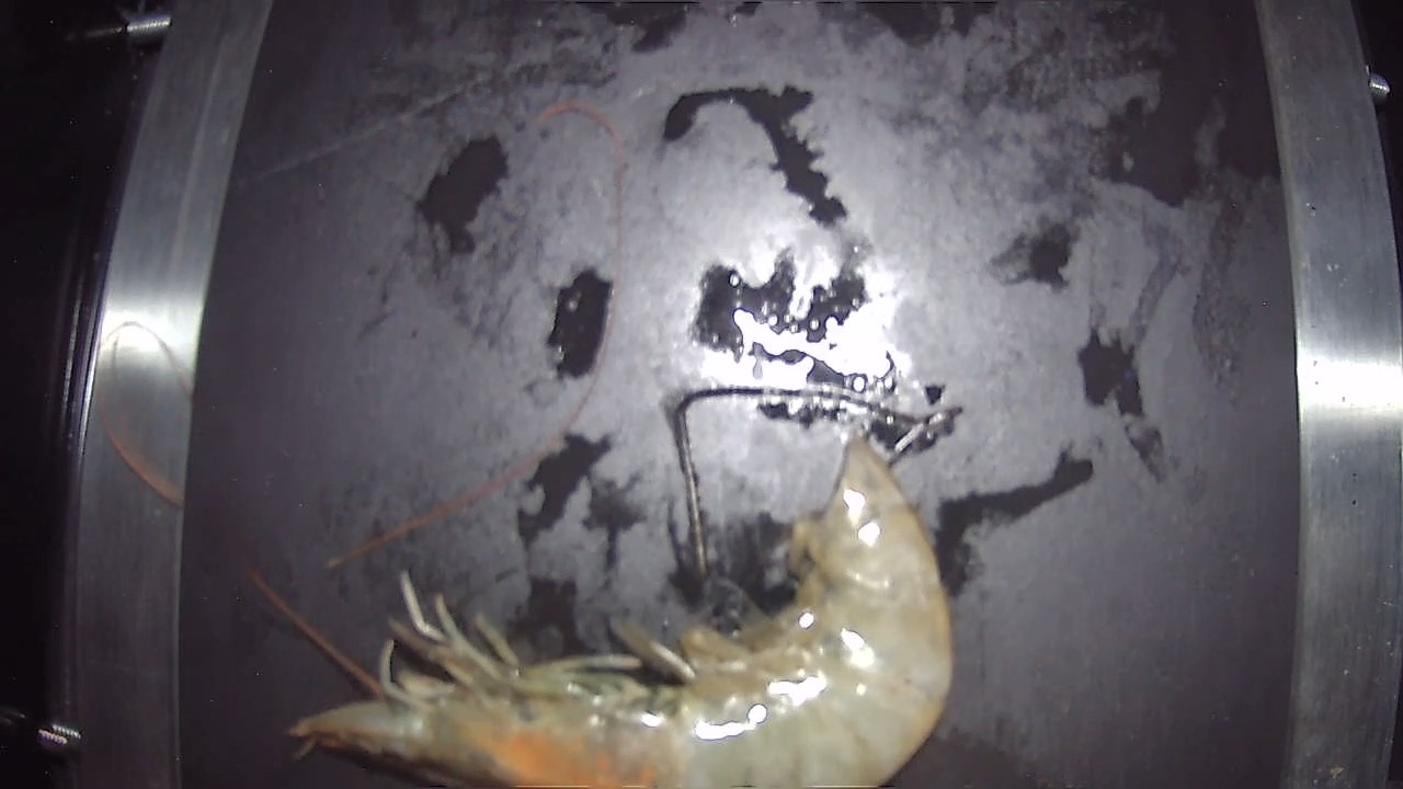 Shrimp Object Tracking And Counting Object Detection Dataset By Espol