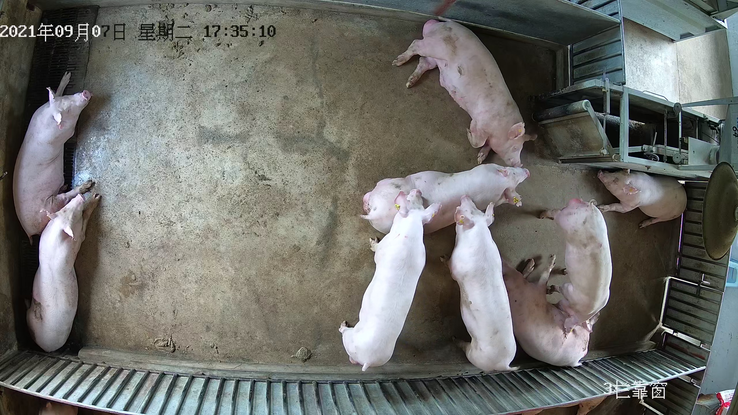 Pig finder Object Detection Dataset and Pre-Trained Model by PIG