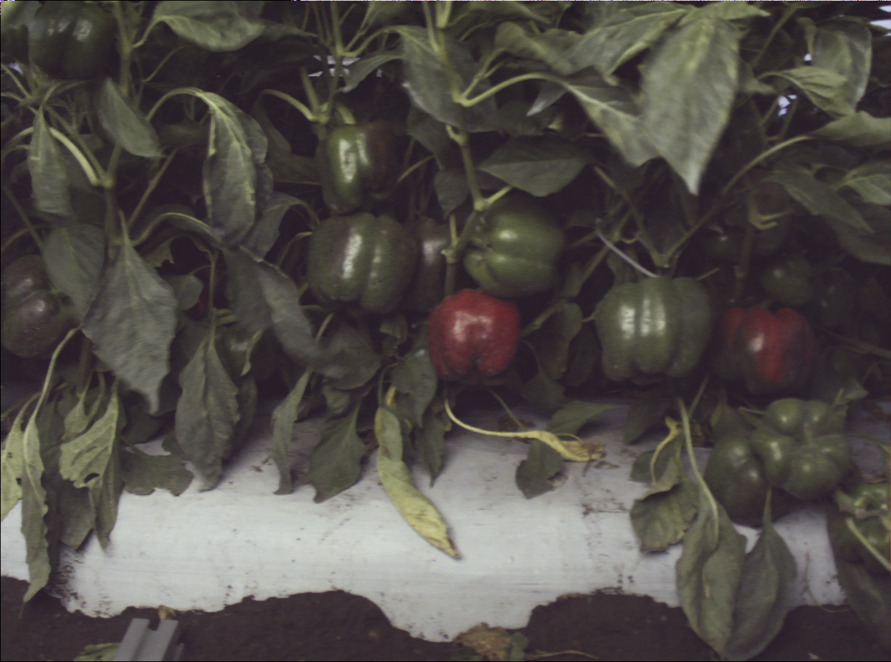 deepFruits capsicum Object Detection Dataset by Inkyu Sa