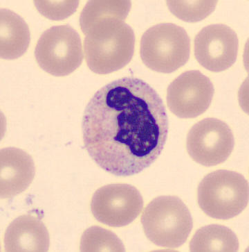 WBC Object Detection Dataset and Pre-Trained Model by HaNoi University of science and technology