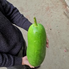 leaves_detect_segmentation Instance Segmentation Dataset and Pre-Trained Model by university of ...