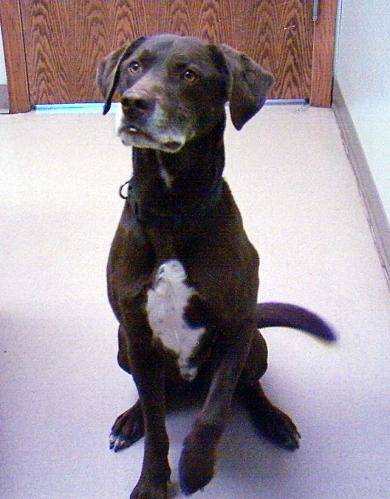 dogs,cats Object Detection Dataset by K V Bhanu Kiran