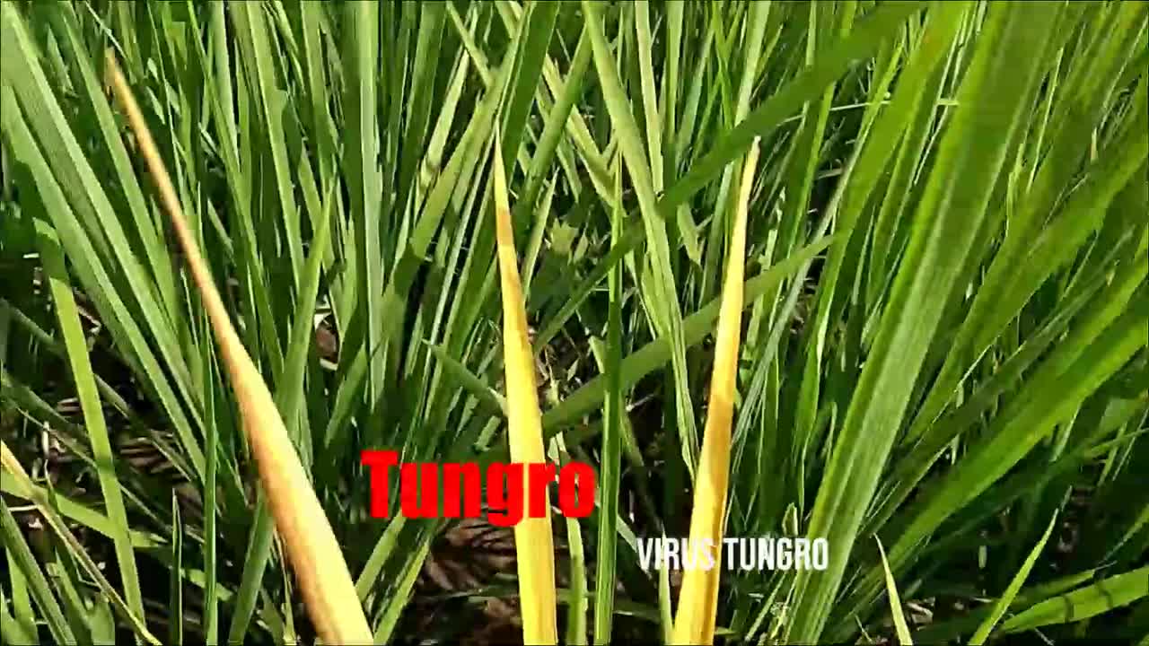 Tungro Object Detection Dataset by Faish