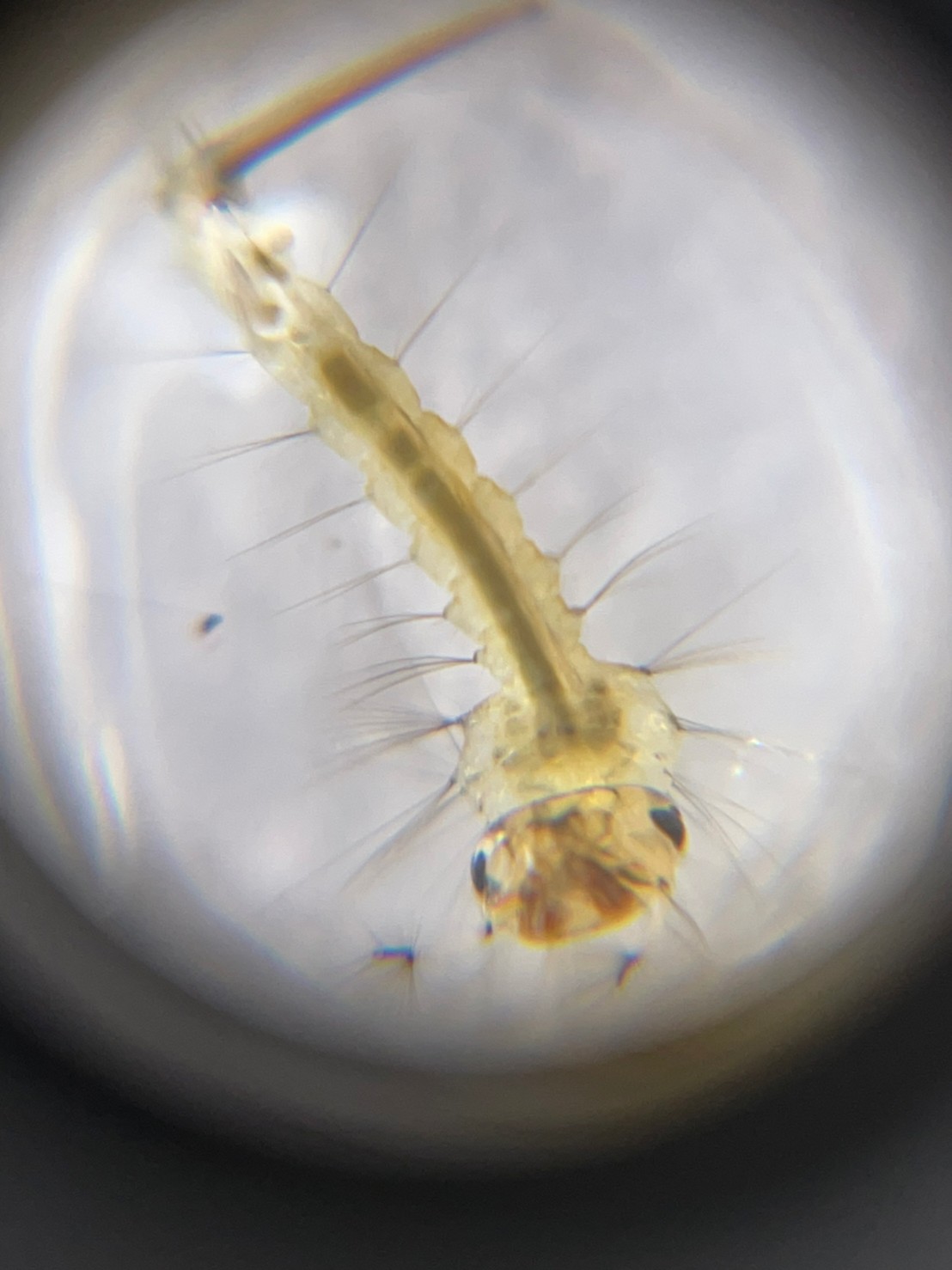 Mosquito Larvae Dataset Object Detection Dataset and Pre-Trained Model ...