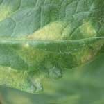 PlantDoc-Tomatoes Object Detection Dataset and Pre-Trained Model by Tomatoes