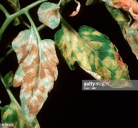 PlantDoc-Tomatoes Object Detection Dataset and Pre-Trained Model by Tomatoes