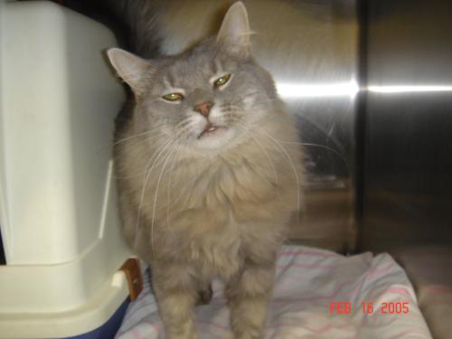 animal_detection Object Detection Dataset and Pre-Trained Model by YoloNes