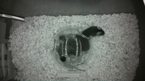 LabGym Instance Segmentation Dataset by FH Wedel