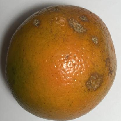 fruit_canker Object Detection Dataset by Citrus