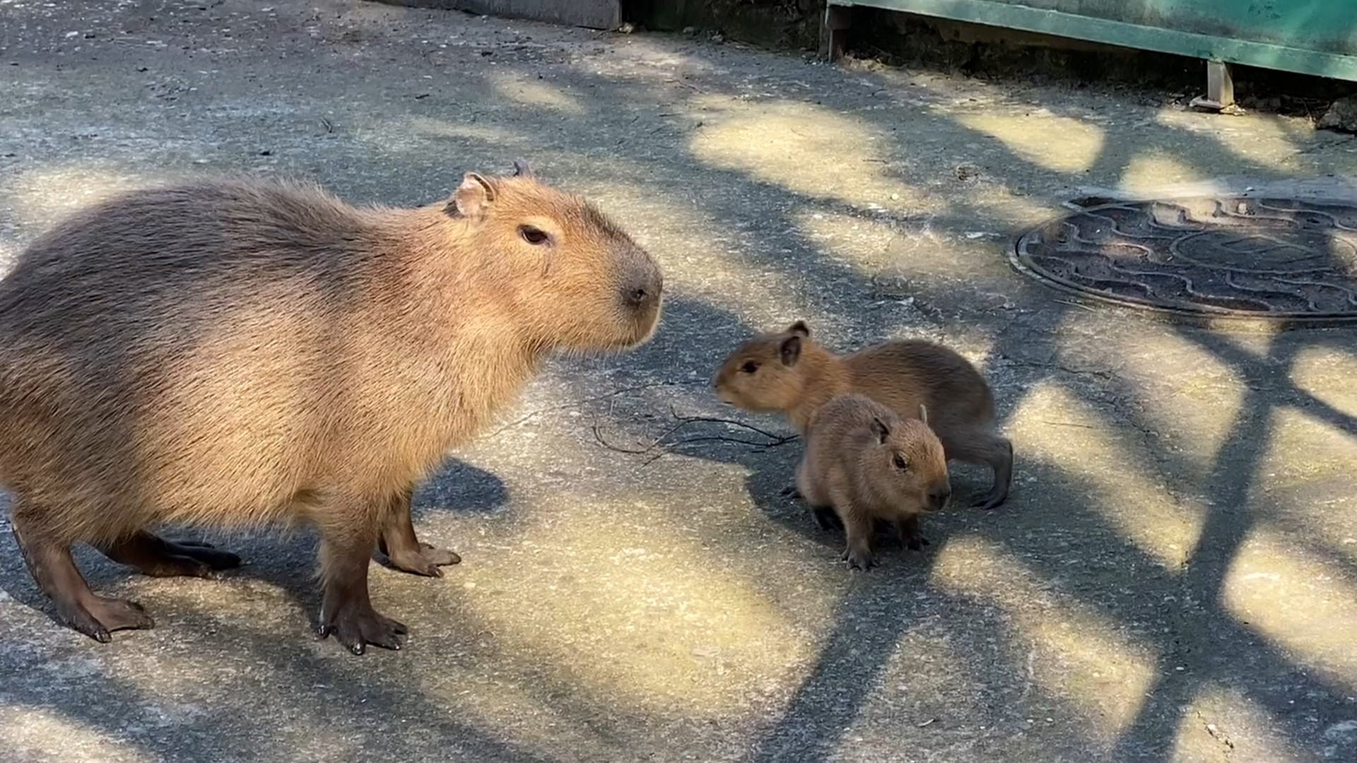 capybara_test_detection Object Detection Dataset by Davaa