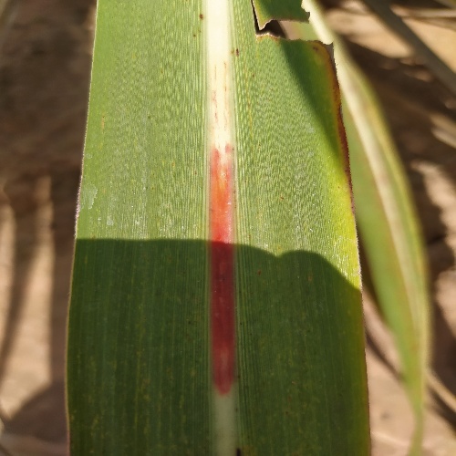 sugar_cane Object Detection Dataset by pp