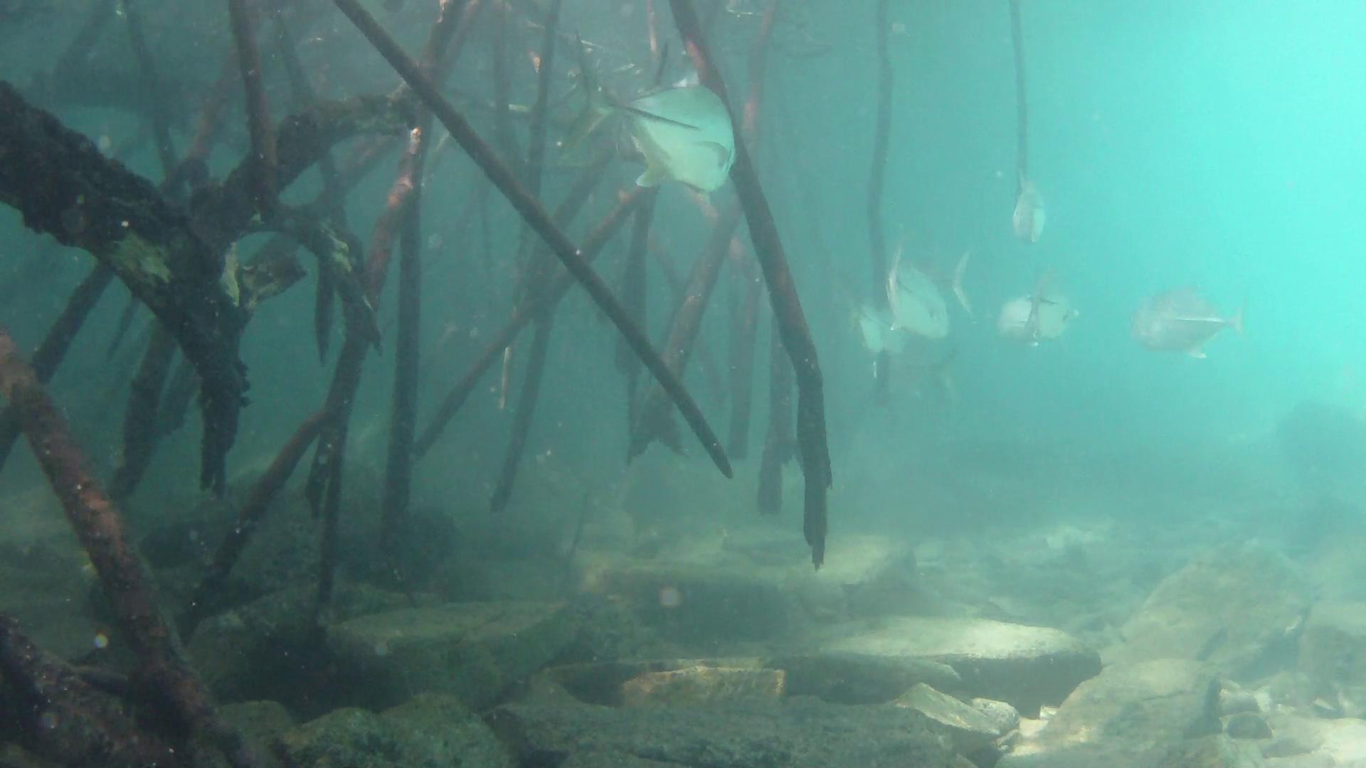 fish5 Object Detection Dataset by fish