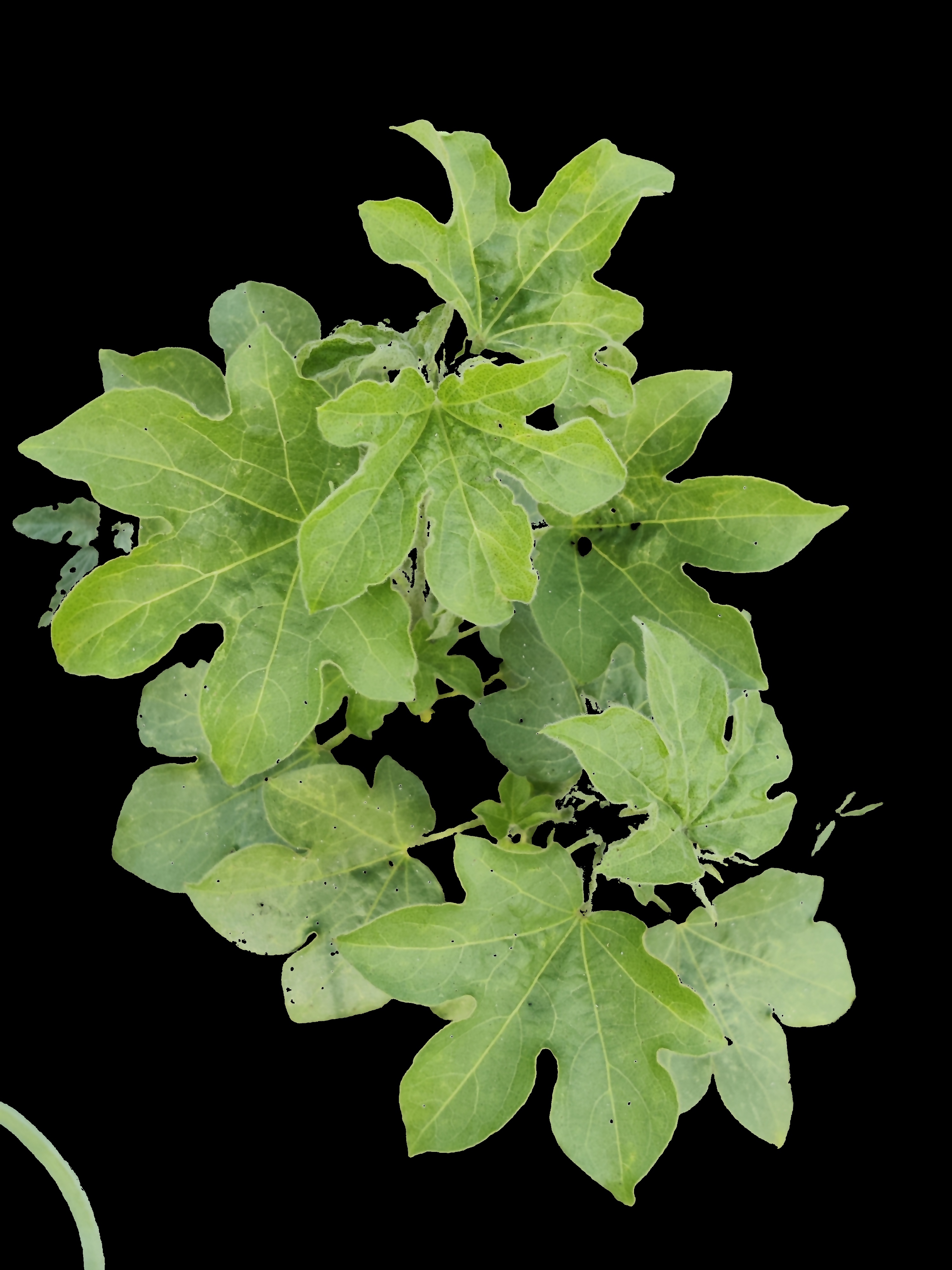 Crop Detection Object Detection Dataset And Pre Trained Model By Indian Institute Of Technology