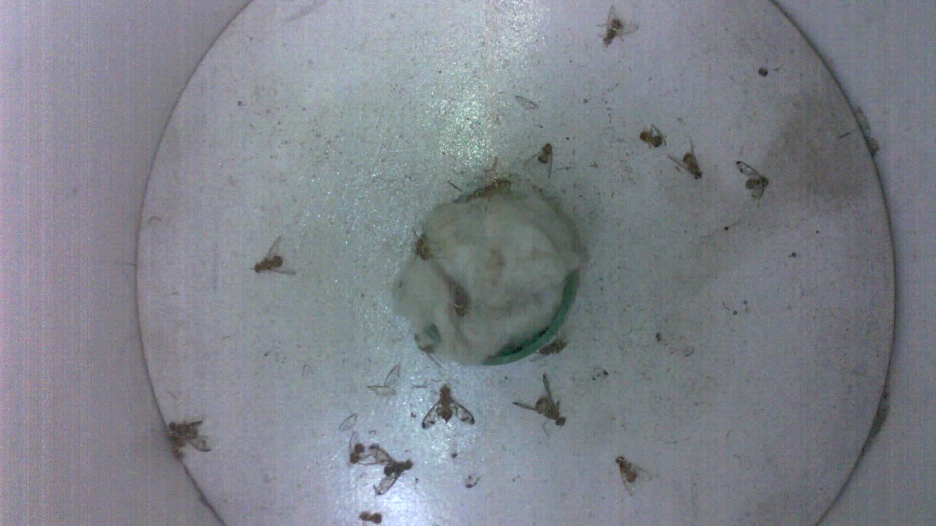 funnel fruitfly Object Detection Dataset and Pre-Trained Model by smart trap TTSF