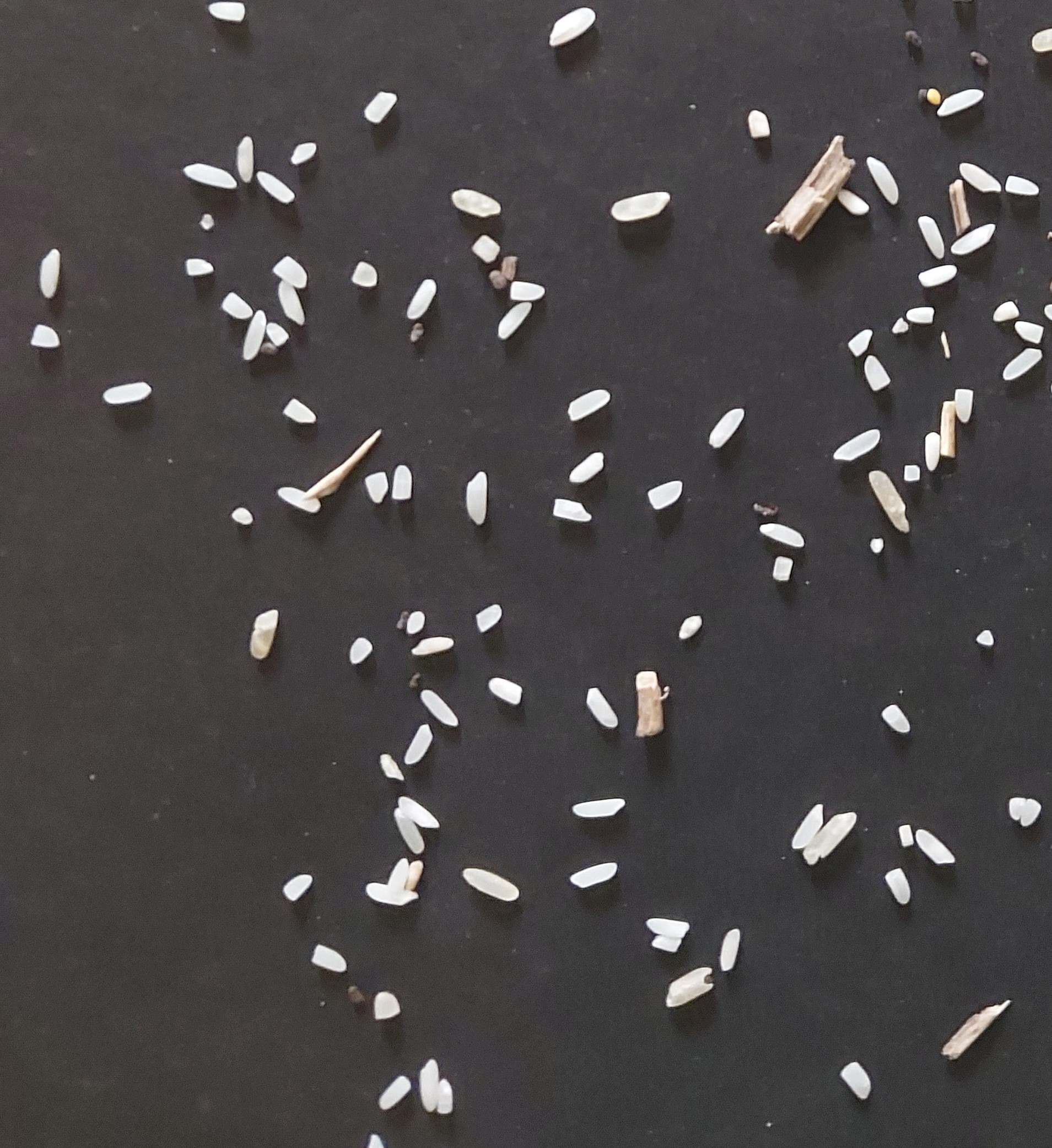 Rice Folder 10 Pavan Object Detection Dataset By X