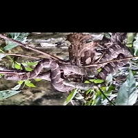 Snake Detection Object Detection Dataset and Pre-Trained Model by Project