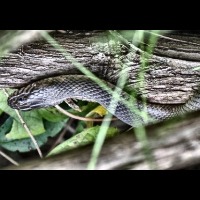 Snake Detection Object Detection Dataset and Pre-Trained Model by Project