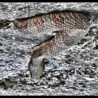 Snake Detection Object Detection Dataset and Pre-Trained Model by Project