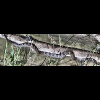 Snake Detection Object Detection Dataset and Pre-Trained Model by Project