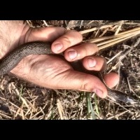 Snake Detection Object Detection Dataset and Pre-Trained Model by Project