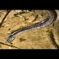 Snake Detection Object Detection Dataset and Pre-Trained Model by Project