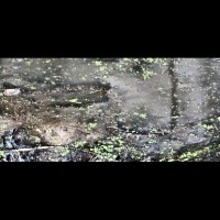 Snake Detection Object Detection Dataset and Pre-Trained Model by Project