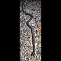 Snake Detection Object Detection Dataset and Pre-Trained Model by Project