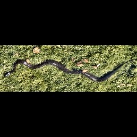 Snake Detection Object Detection Dataset and Pre-Trained Model by Project