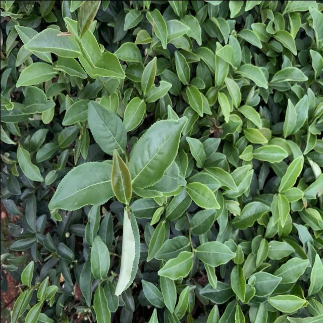 teabugtest Object Detection Dataset by Homona magnanima Diaknoff