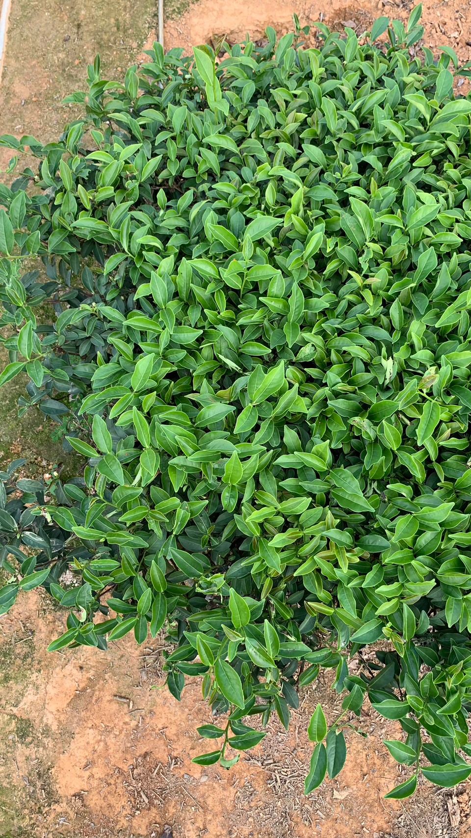 Homona magnanima Object Detection Dataset by Homona magnanima Diaknoff