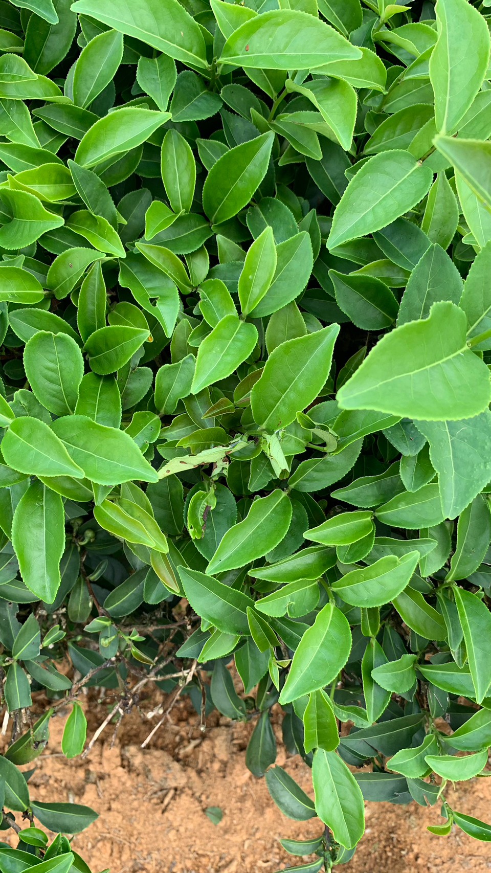 Homona magnanima Diaknoff - Roboflow Universe