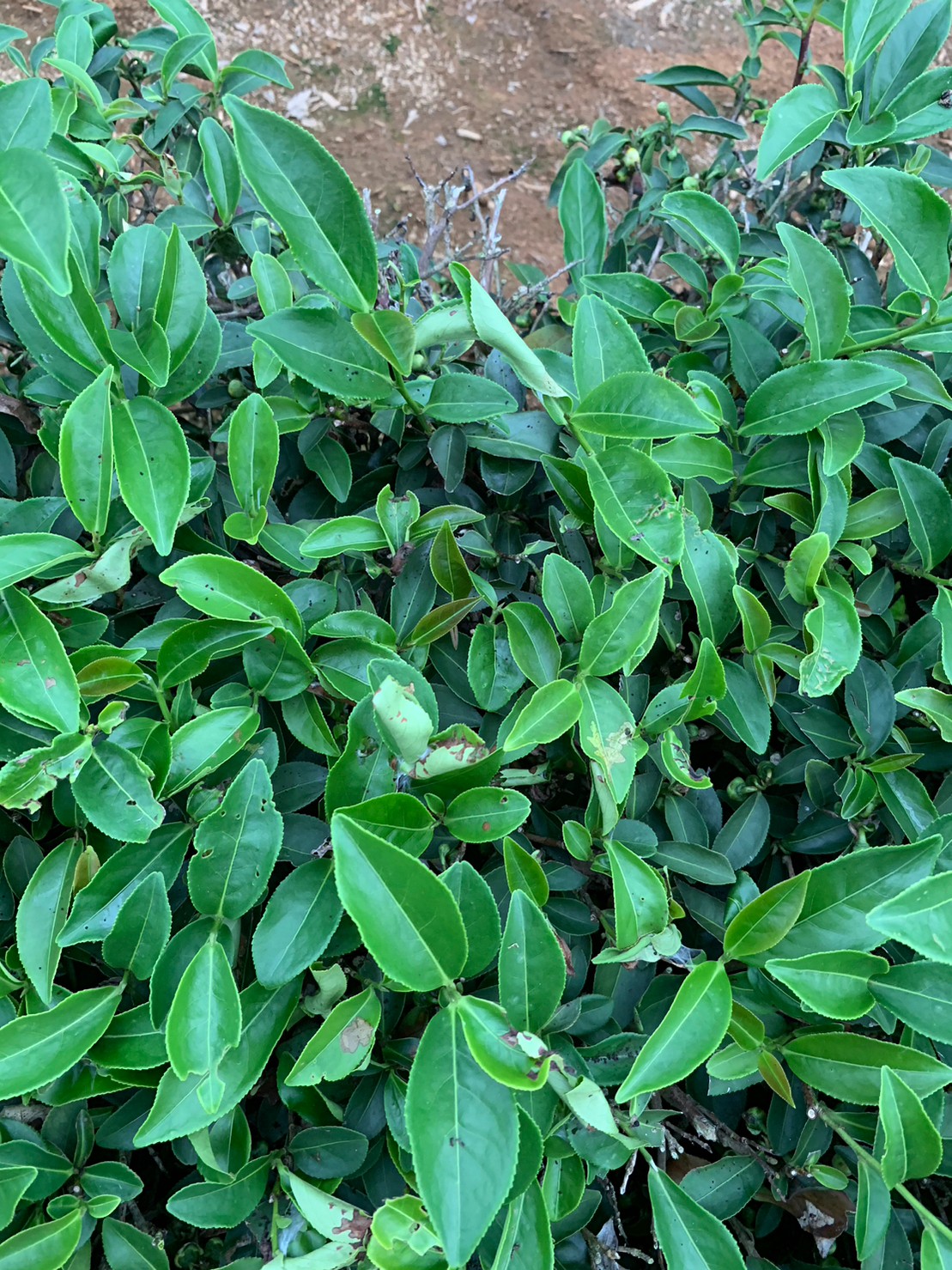 teabugRatio1 Object Detection Dataset by Homona magnanima Diaknoff