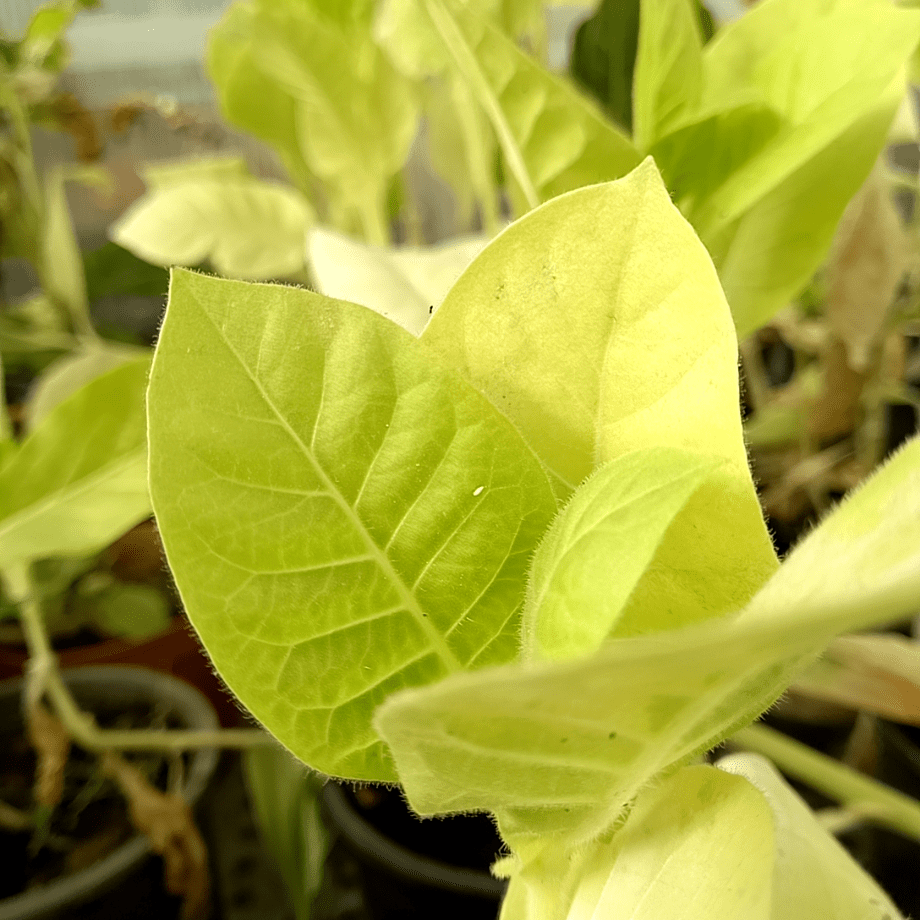 Plants Pests Object Detection Dataset By Hadi Hasan