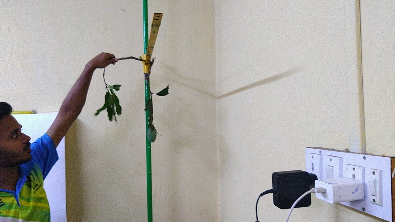 Mango_OD_200 Object Detection Dataset and Pre-Trained Model by yolo