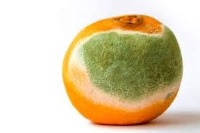 Oranges Classification Object Detection Dataset by Oranges