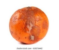 Oranges Classification Object Detection Dataset by Oranges