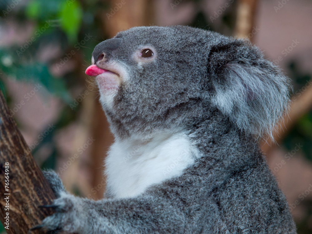 talov-koala Object Detection Dataset by Computer Vision