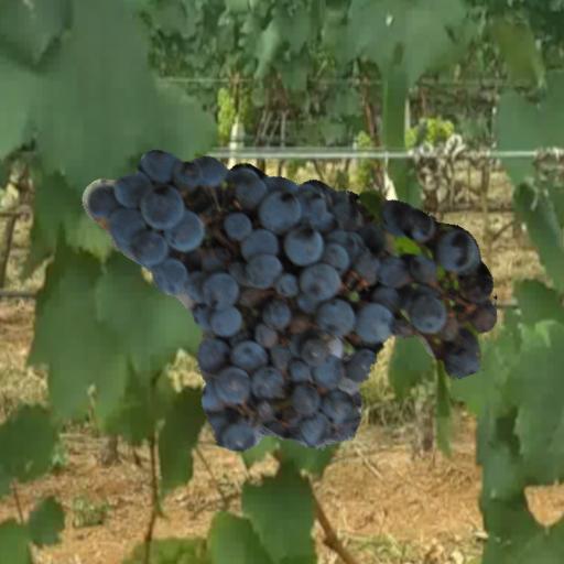 grape Object Detection Dataset by sellappanarunkumar@gmail.com