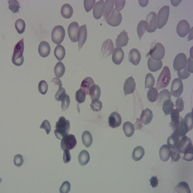 mix_final Object Detection Dataset and Pre-Trained Model by IIT Madras