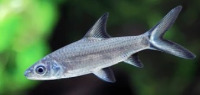 Classification of Common Freshwater Pet Store Fish Object Detection ...