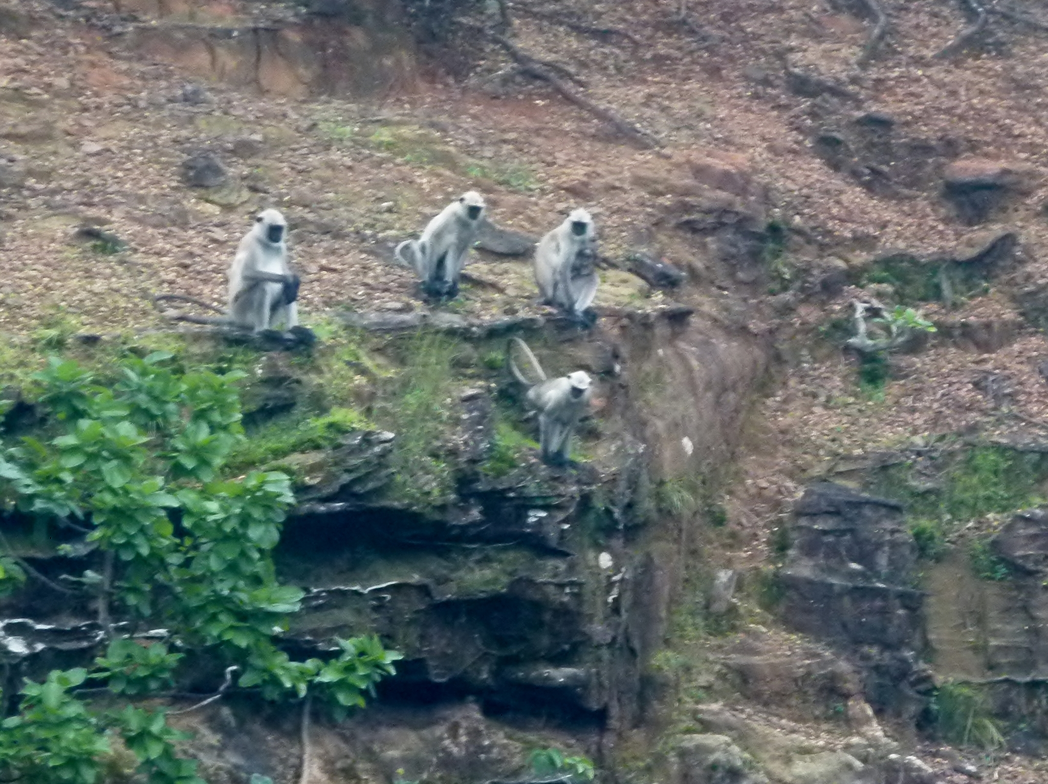 monkey_all_new_bro Object Detection Dataset by fdfd